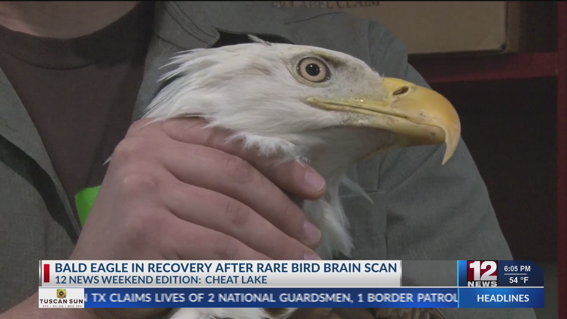 West Virginia bald eagle in recovery after rare bird brain scan – WBOY.com
