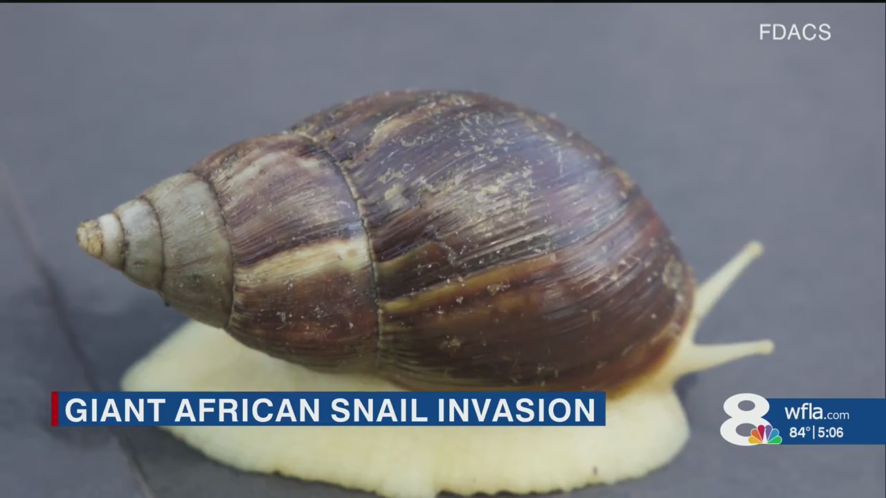 State collects 1,000 invasive giant snails from New Port Richey amid ...