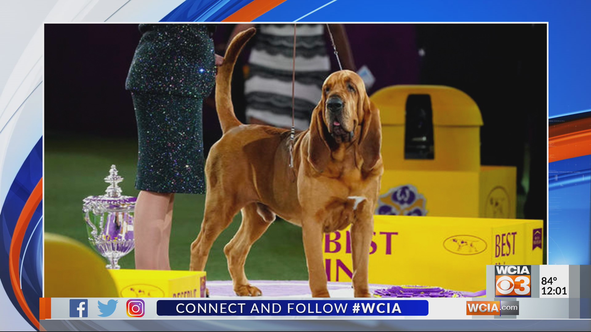 St. Joseph dog wins best in show at Westminster Dog Show – WCIA.com