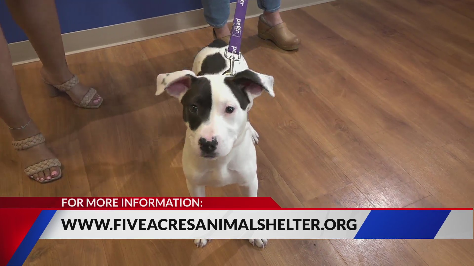 These dogs need new homes – FOX 2