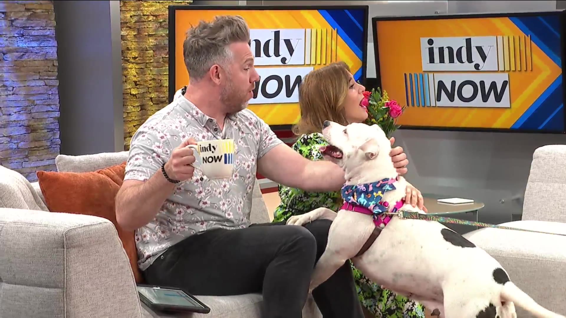 Support Indy Humane while you drink beer Saturday – Fox 59