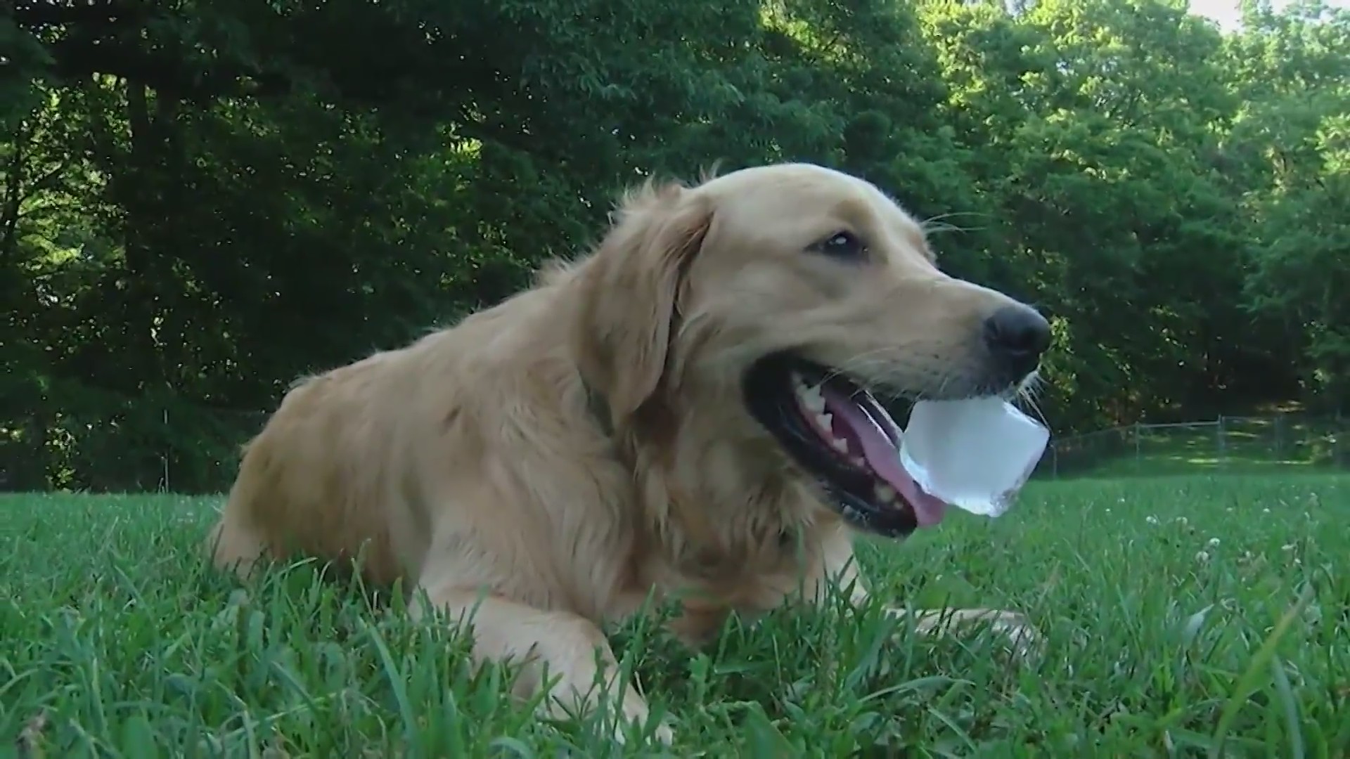 ‘Worst death you can imagine’: Dog owners urged vaccinate pet for ...