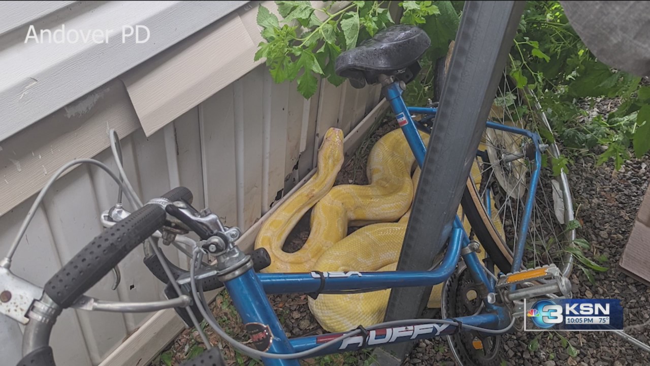 Andover Police Department finds owner of 15-foot-long snake – KSN-TV