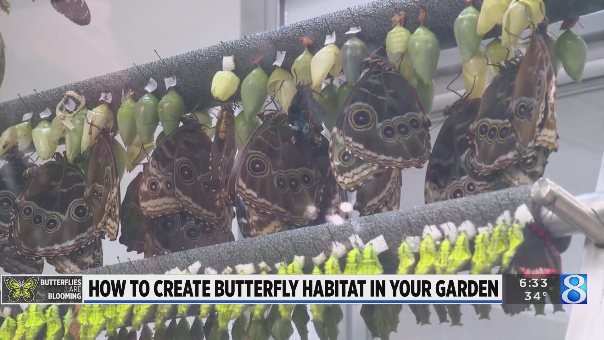 Calvin University works to help endangered monarch butterflies this ...