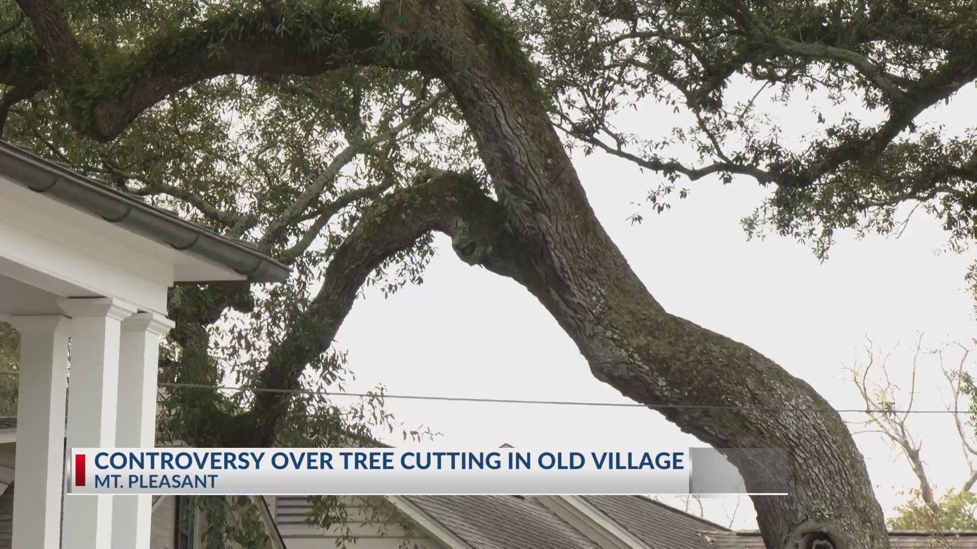 Live oak trees cut down in the Old Village sparks concern from ...