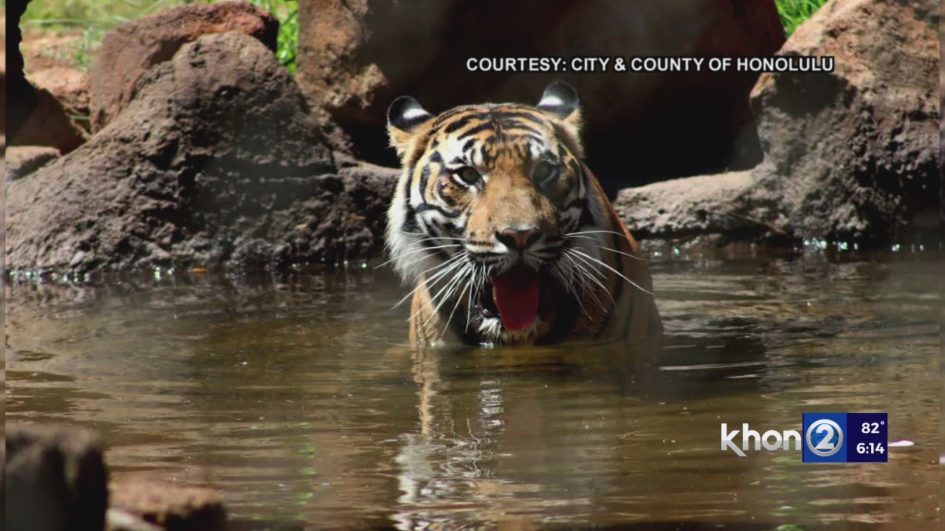 The Honolulu Zoo welcomes a new tiger – KHON2