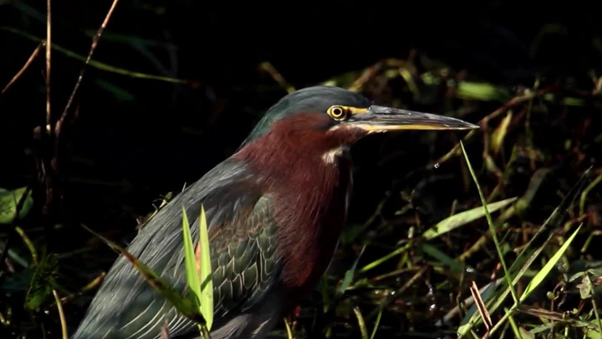 Portland Audubon will change name to separate from namesake’s racist ...