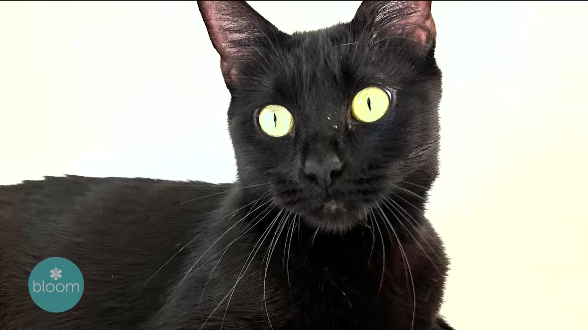 Dumpy the Cat’s Journey – WFLA