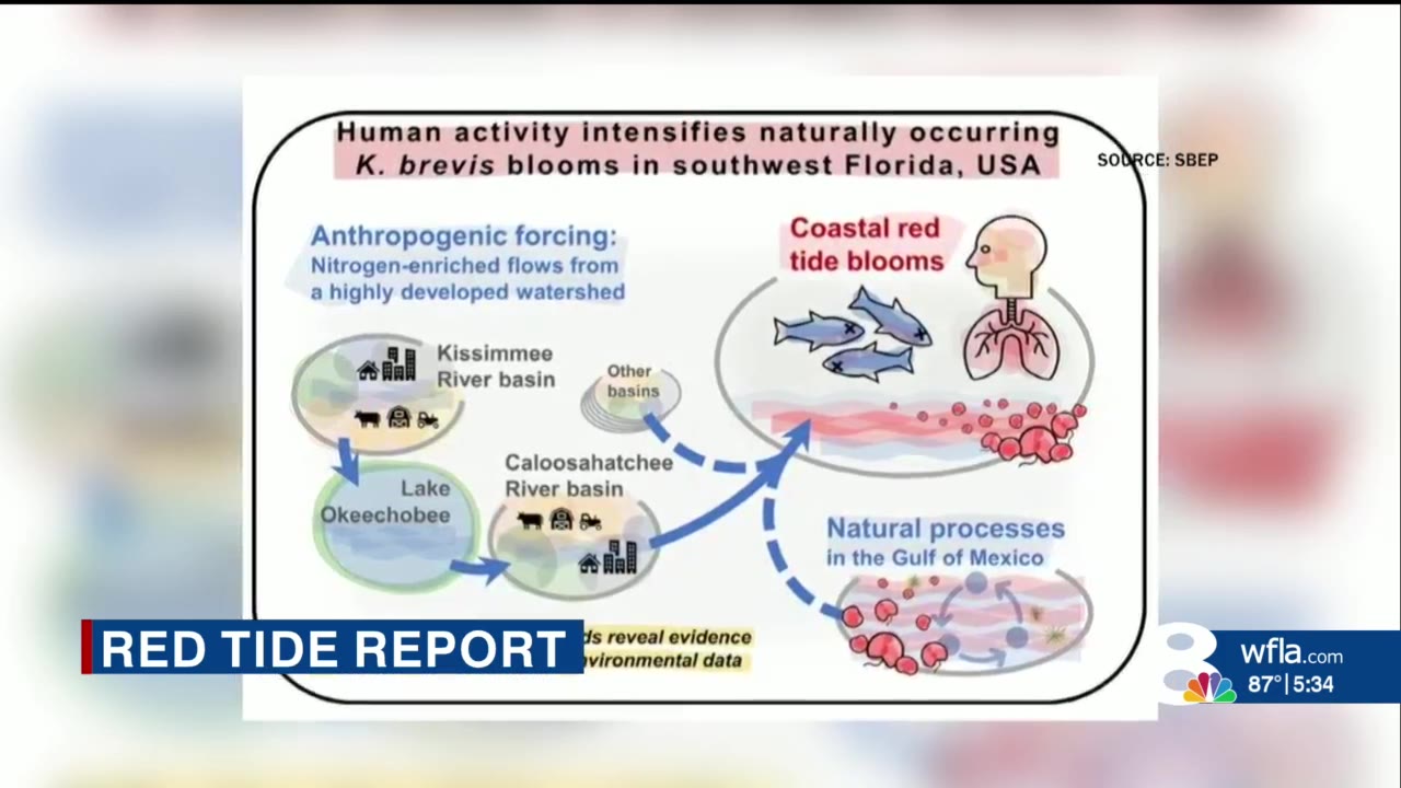 New study finds humans impact red tide intensity – WFLA