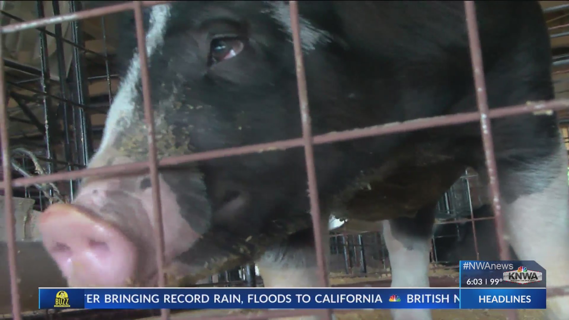 Washing. County Fair has safety measures for heat – KNWA FOX24