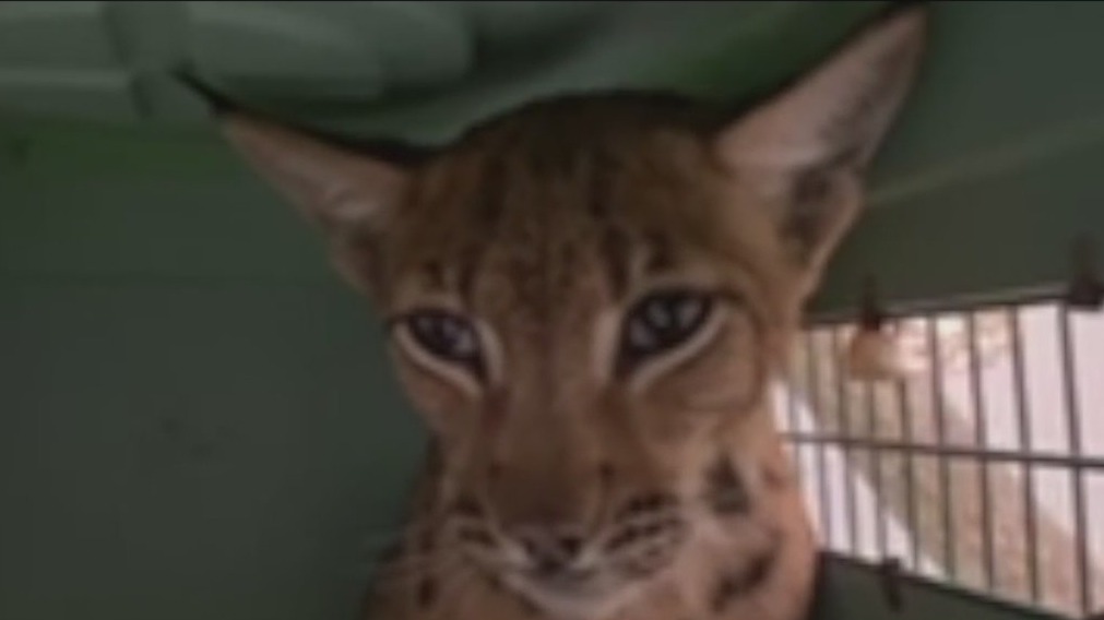 LI wild cat ID’d as lynx, captured by rescuers – PIX11