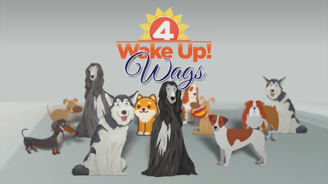 WakeUp Wags! Meet Dodger – News 4 Buffalo