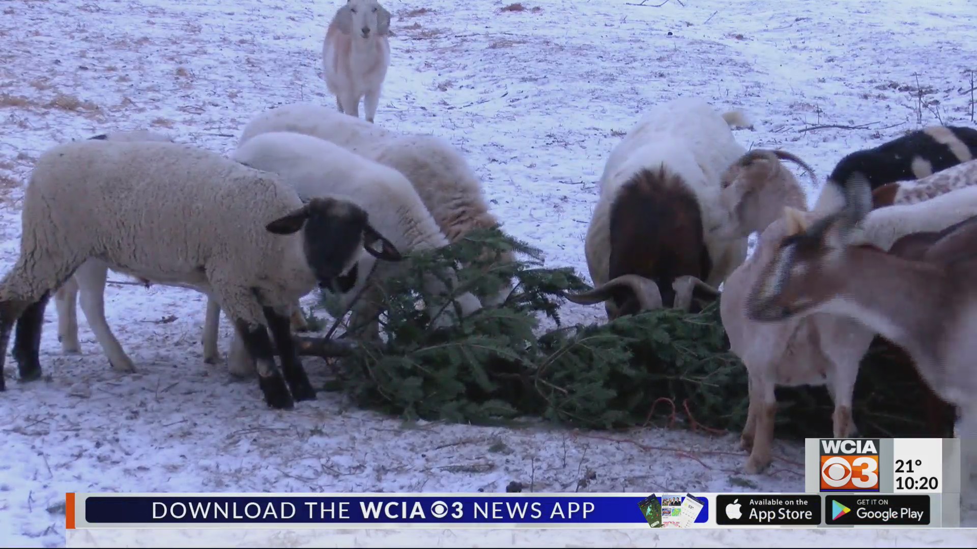 How your Christmas tree could feed dozens of goats – WCIA.com