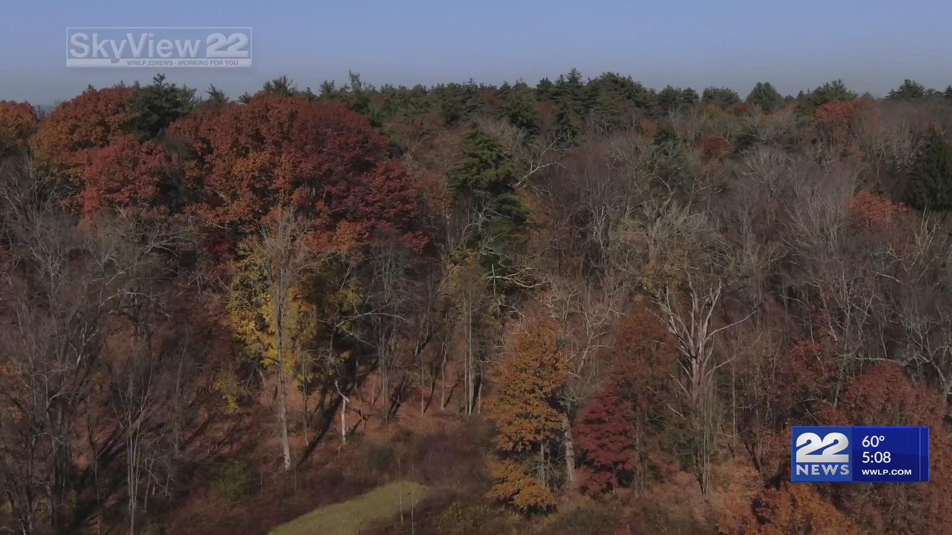 Leaves, leaves, and more leaves. Why are leaves still hanging on – WWLP