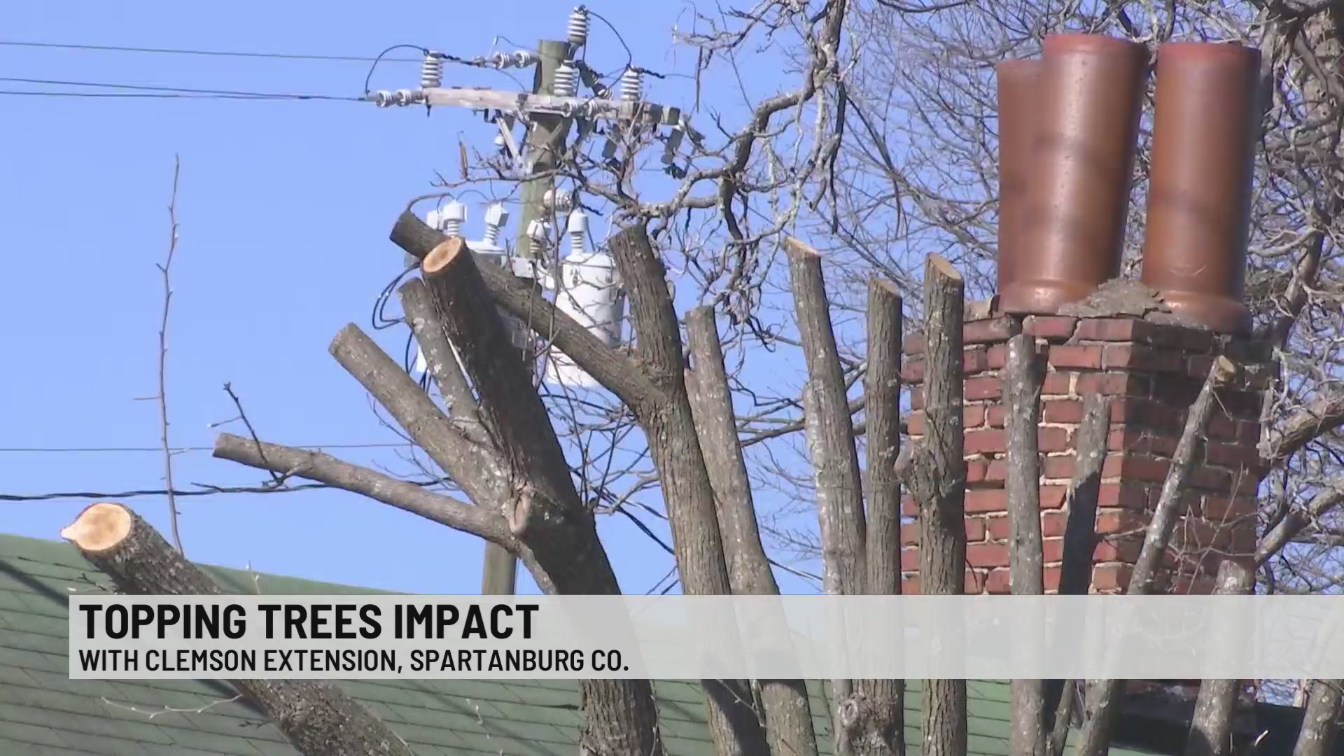 Instead of tree topping, here are ways to groom your trees – WSPA 7NEWS