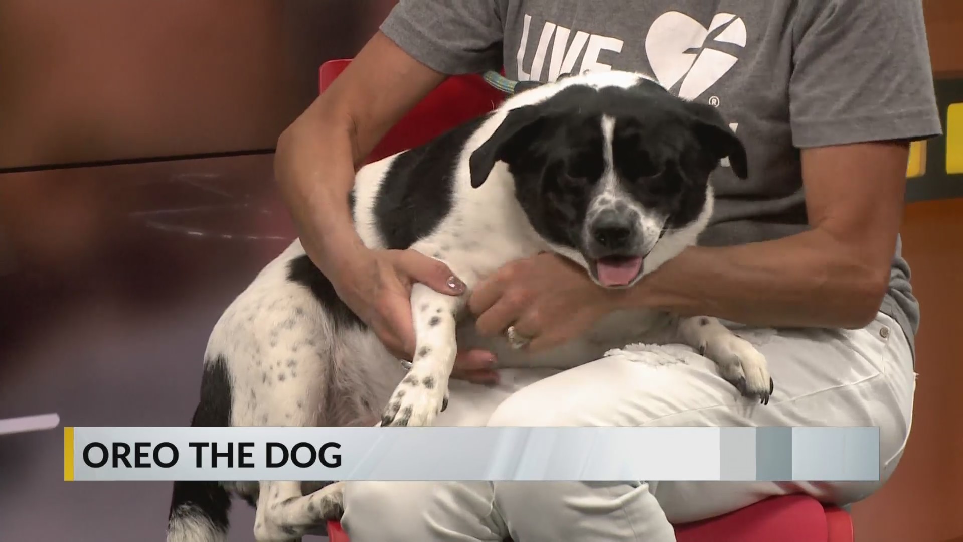 FURRY FRIDAY: Meet Oreo the Dog – KX NEWS