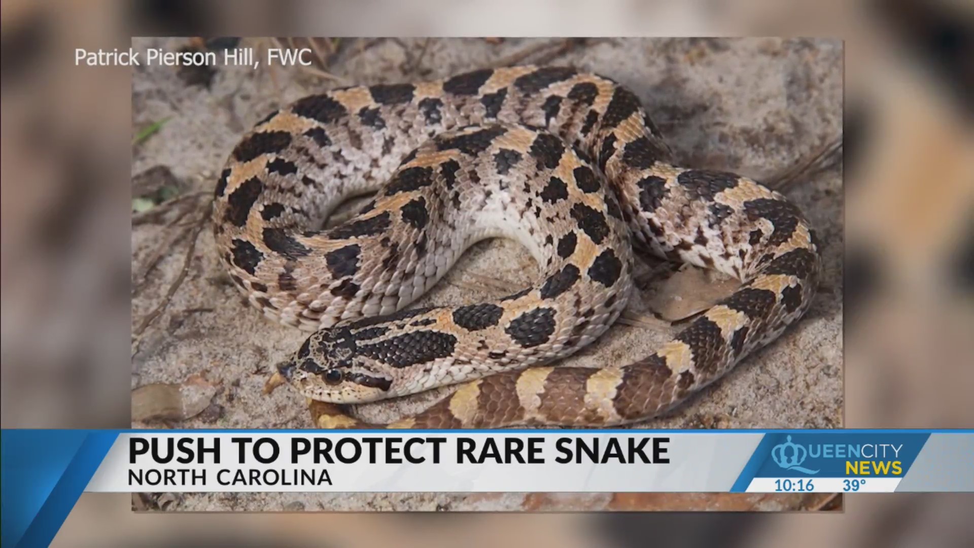 Lawsuit says feds need to do more to protect snake species – FOX8 WGHP