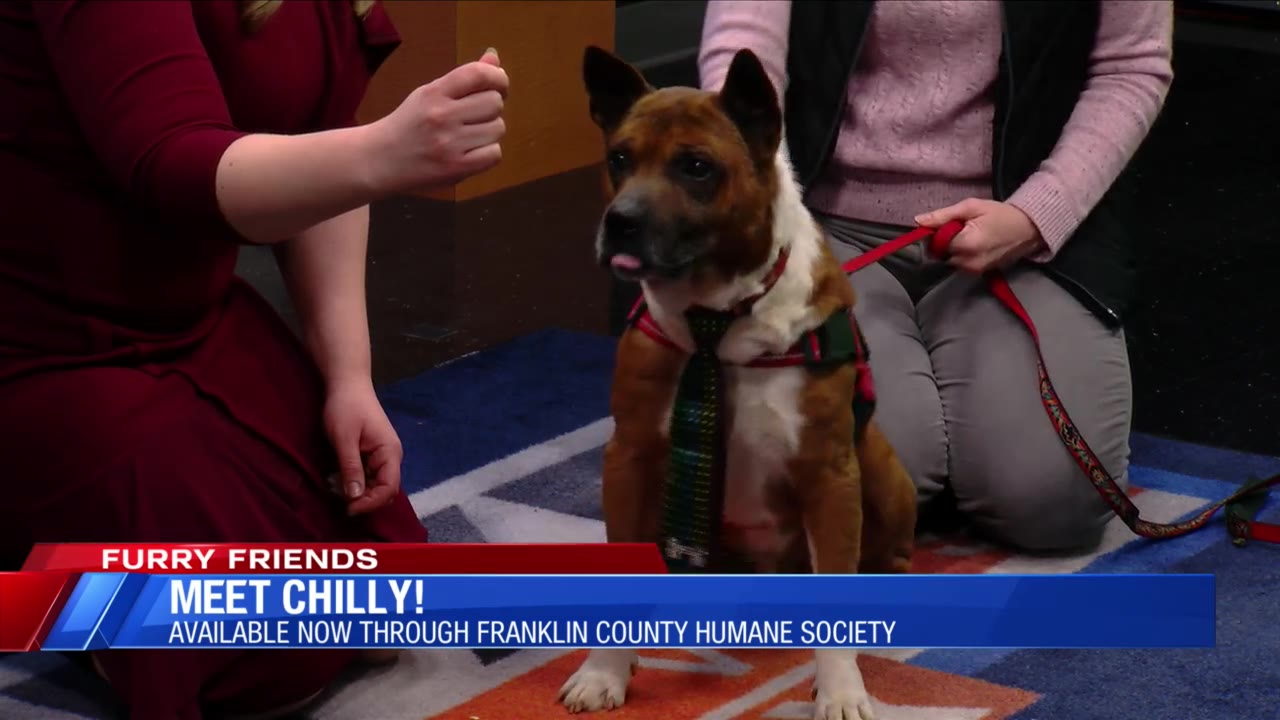 Furry Friends: Chilly is one chill pup waiting for his forever home ...