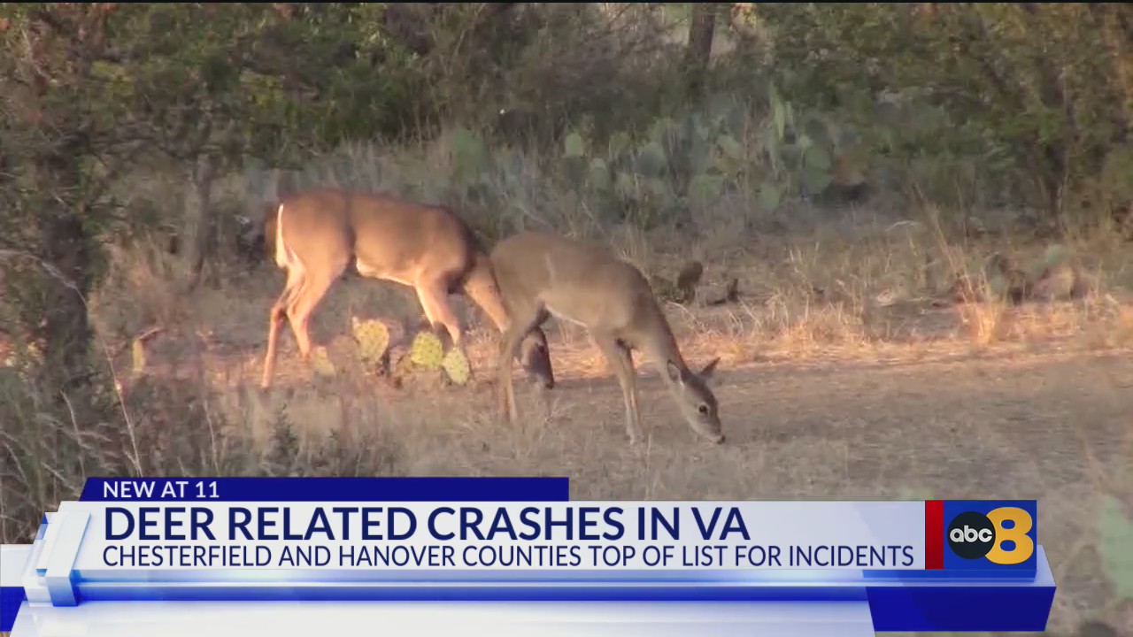 Rise in deer strikes in Virginia prompts warning to drivers – WRIC ABC ...