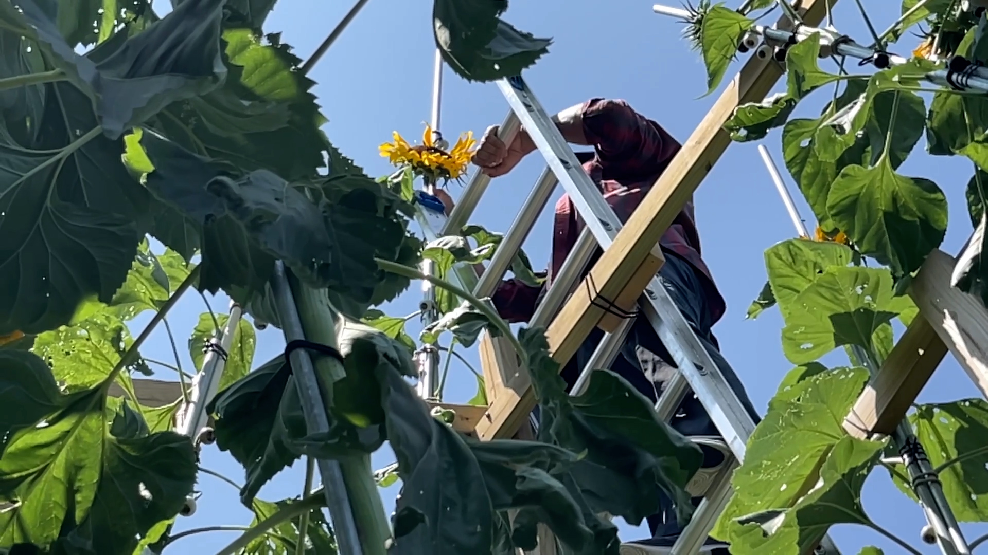 How to grow a giant sunflower – WANE 15