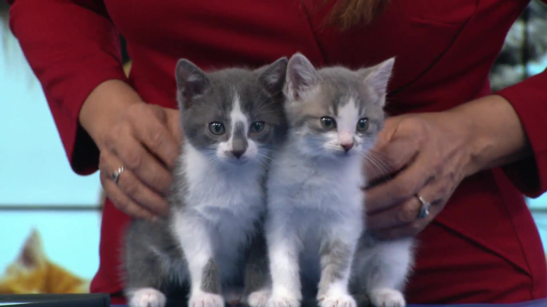 Pet of the Week: The SPCA spotlights Pals of Paws Society – WREG.com