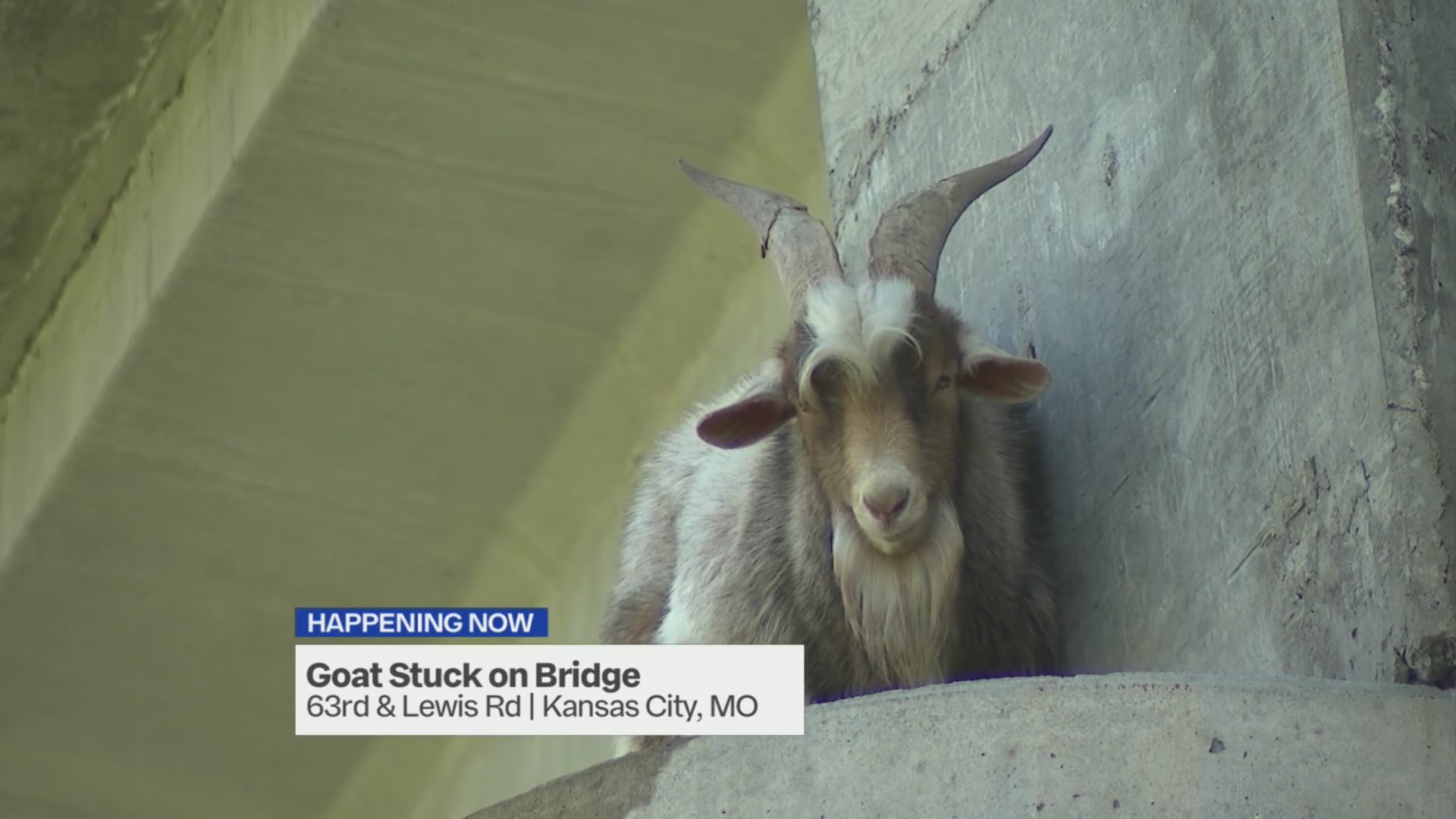 Goat stuck under bridge near Kansas City Zoo – FOX 4 Kansas City WDAF ...