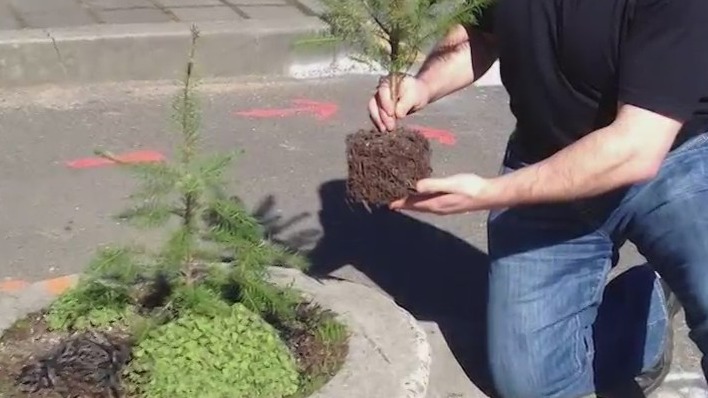 You’ve Gotta See This: Tree Taker! – KOIN.com