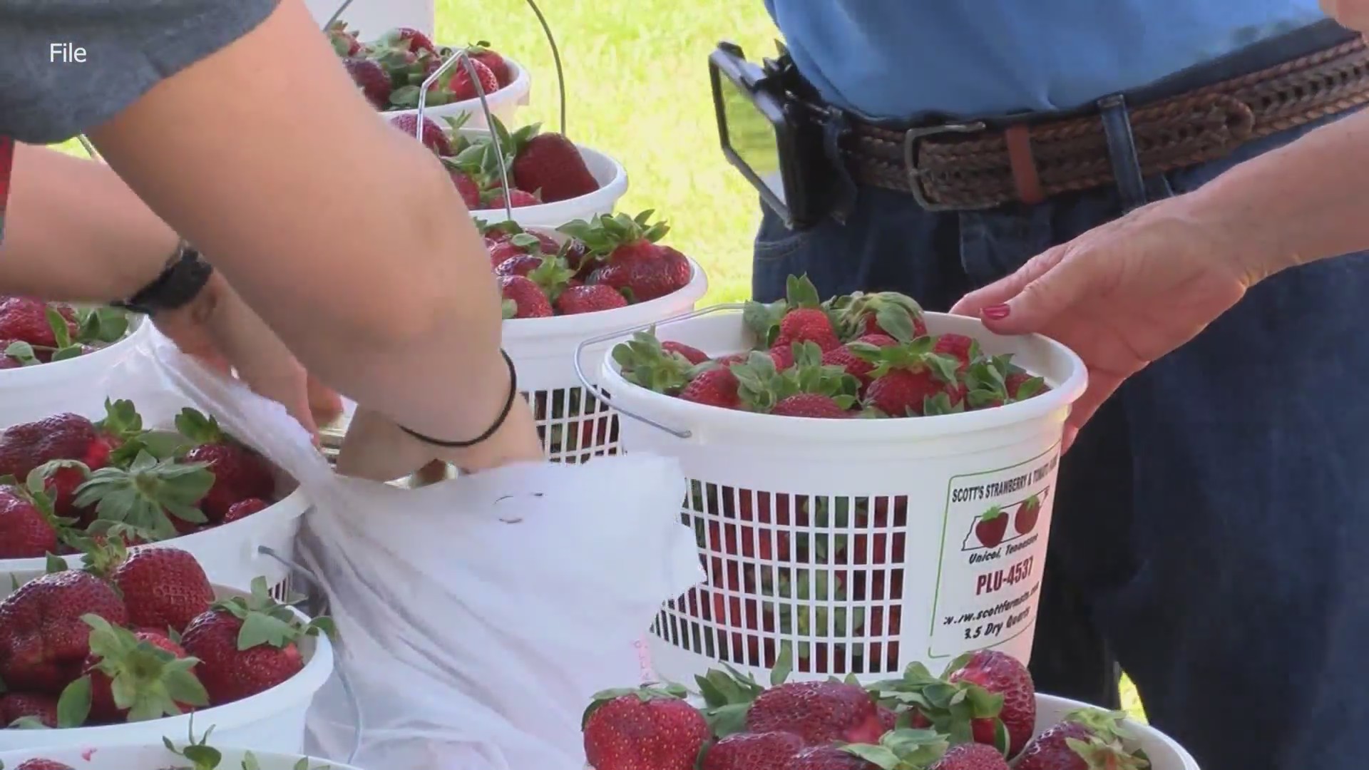 Previewing the 20th annual Wayne Scott Strawberry Festival – WJHL | Tri ...