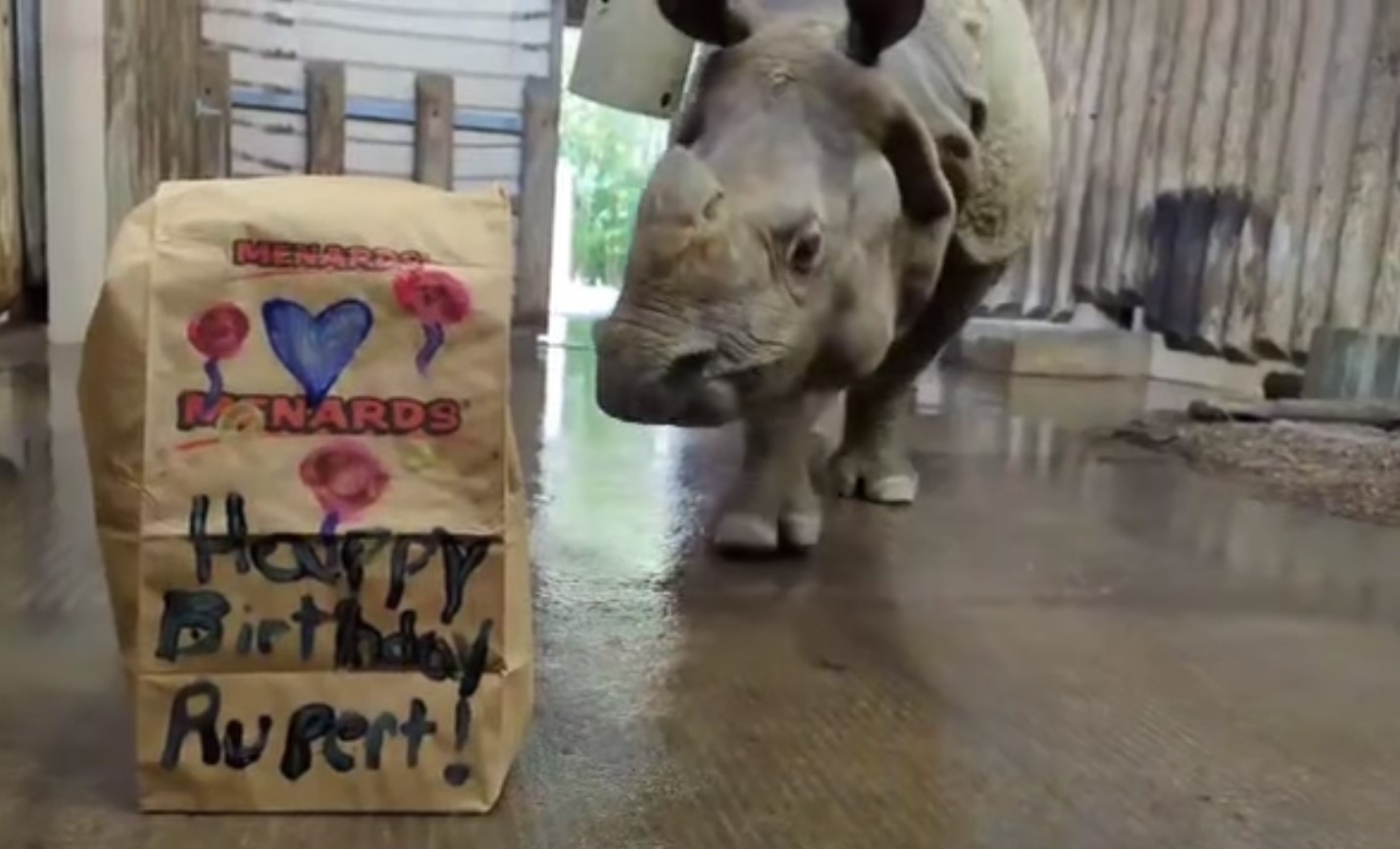 Rupert the Rhino celebrates big birthday at Mesker Park Zoo ...