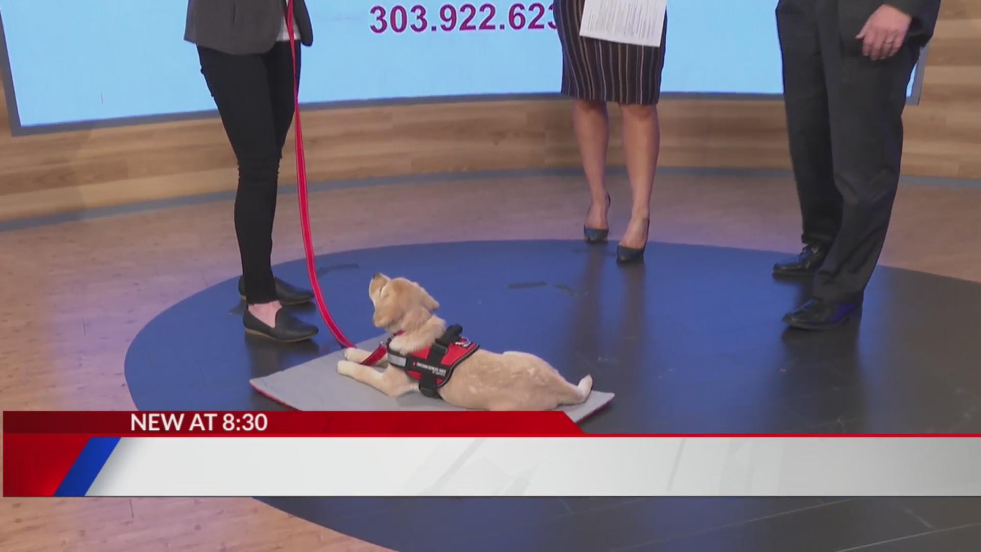 Freedom Service Dog – FOX31 Denver