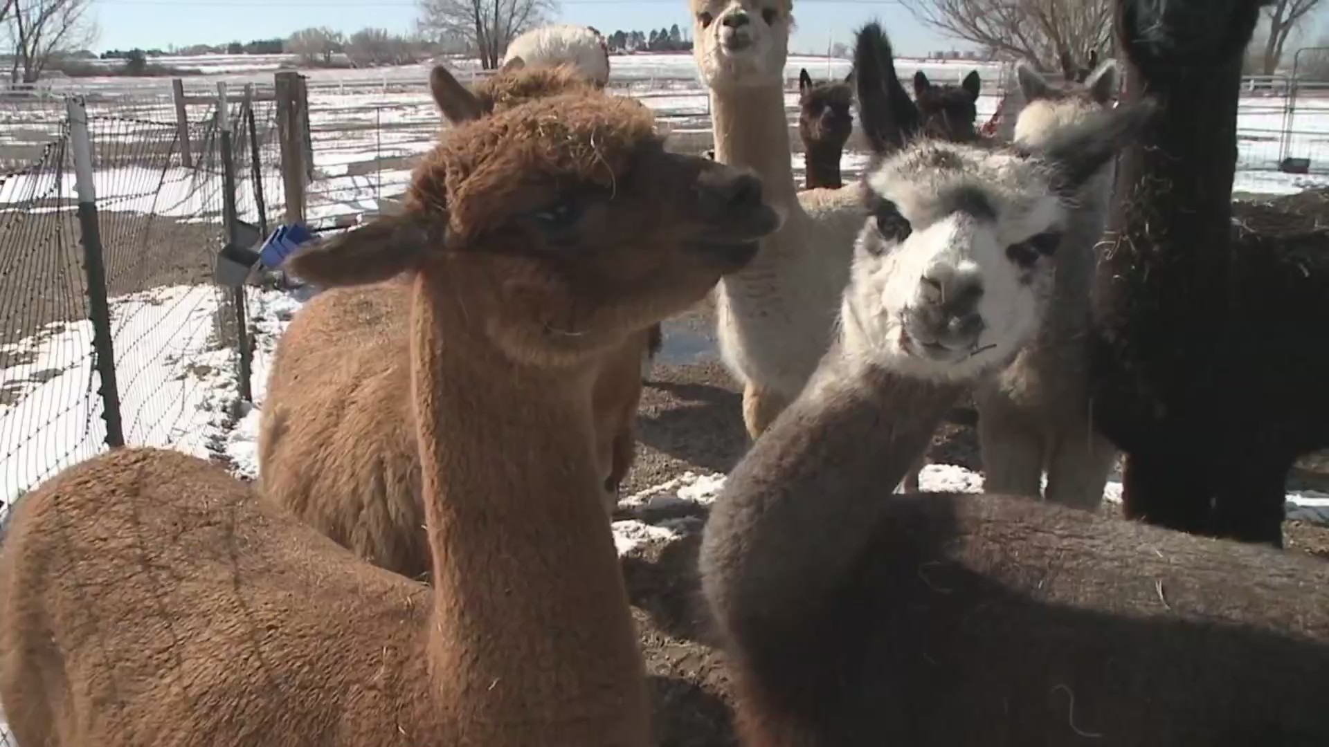 Alpaca farm satisfies outdoor longing: Outdoor Colorado – FOX31 Denver