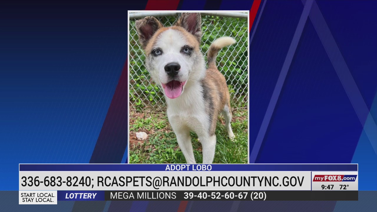 Lobo is our Pet of the Week – FOX8 WGHP