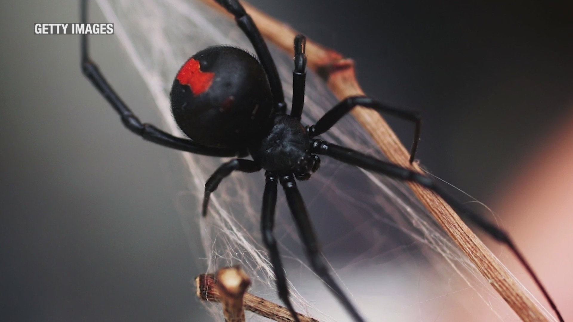 Why you may be seeing more black widow spiders in Colorado this season ...