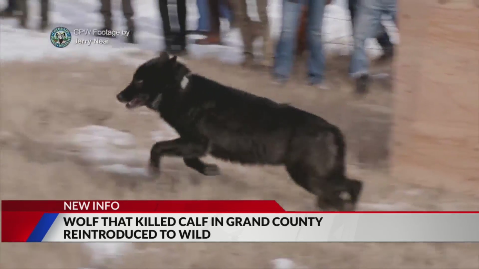 Reintroduced wolf kills calf in Grand County; – FOX31 Denver
