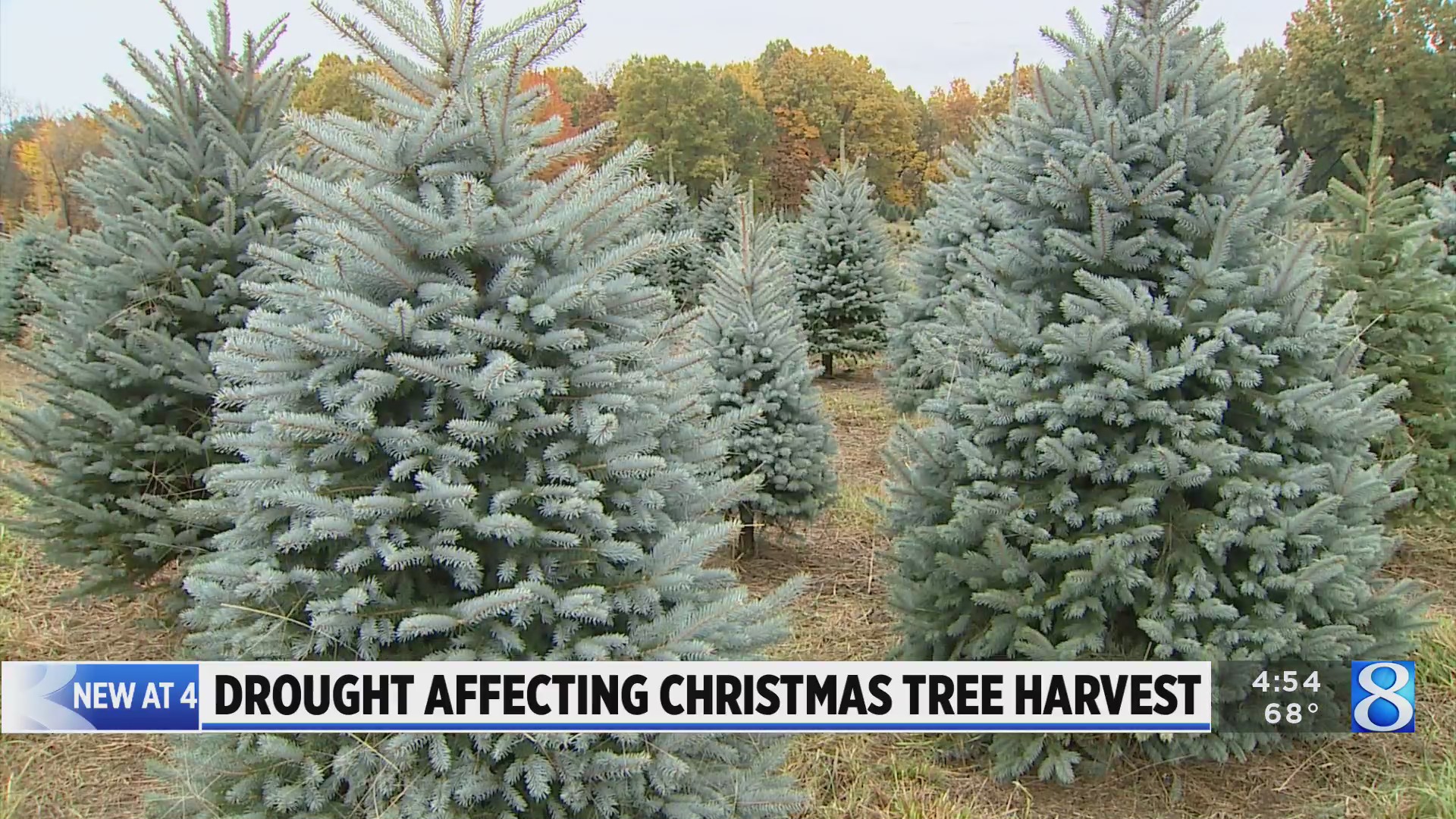 Drought affecting Christmas tree harvest – WOODTV.com