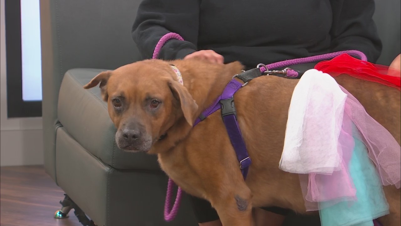 Wake Up! Wags: Cookie – News 4 Buffalo