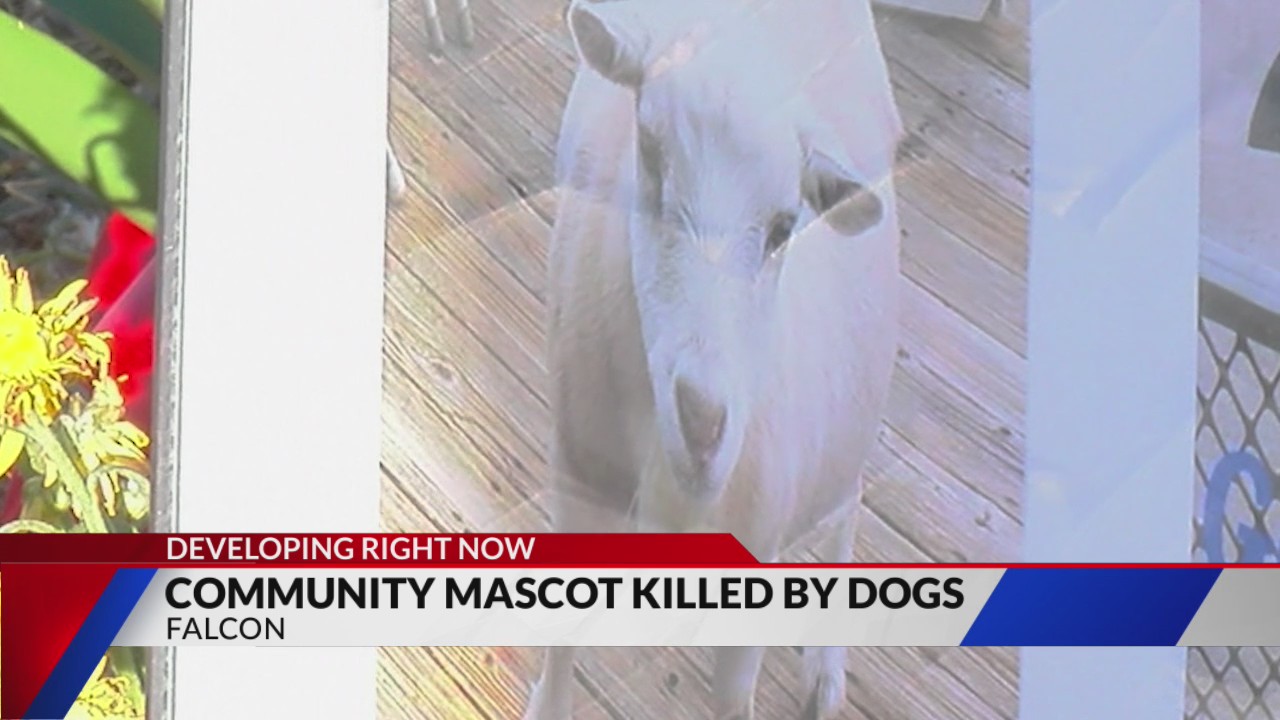 Community mascot killed by dogs – FOX31 Denver