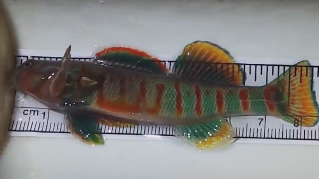 Local Fish Hatchery Keeping Species From Extinction – WVNS