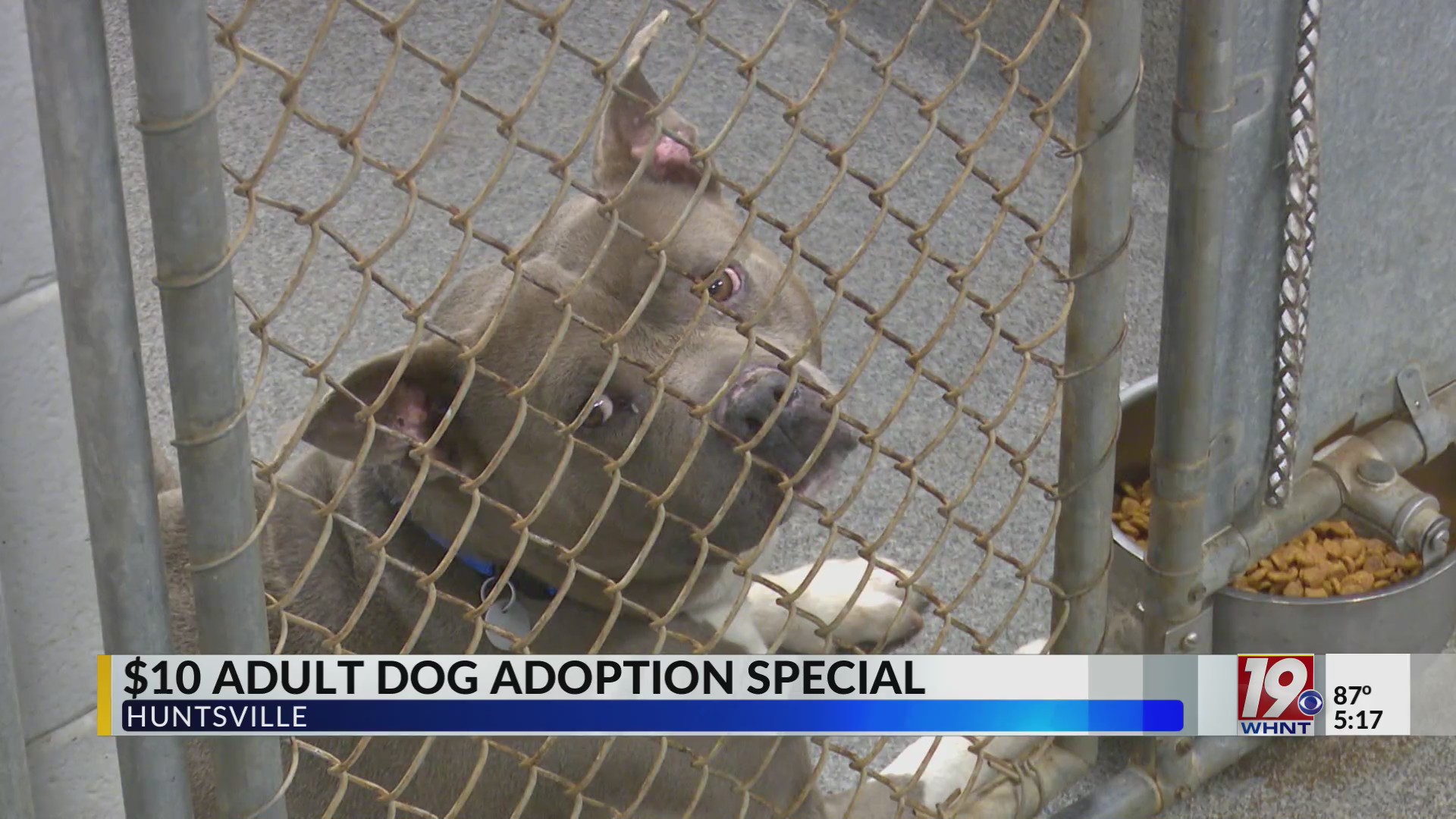 Huntsville Animal Shelter Lowers Adoption Fee – WHNT.com