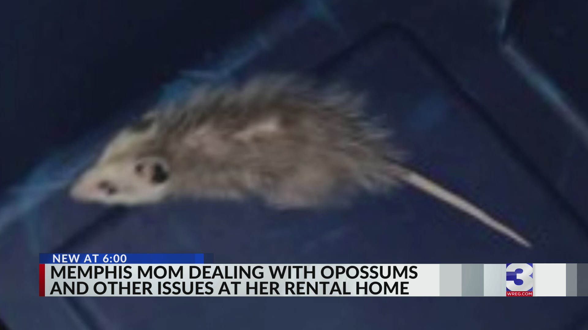 Mother discovers opossums inside her South Memphis home – WREG.com