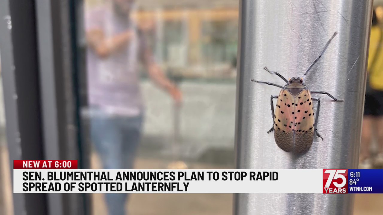Kill spotted lanternflies in Connecticut, leaders urge – WTNH.com