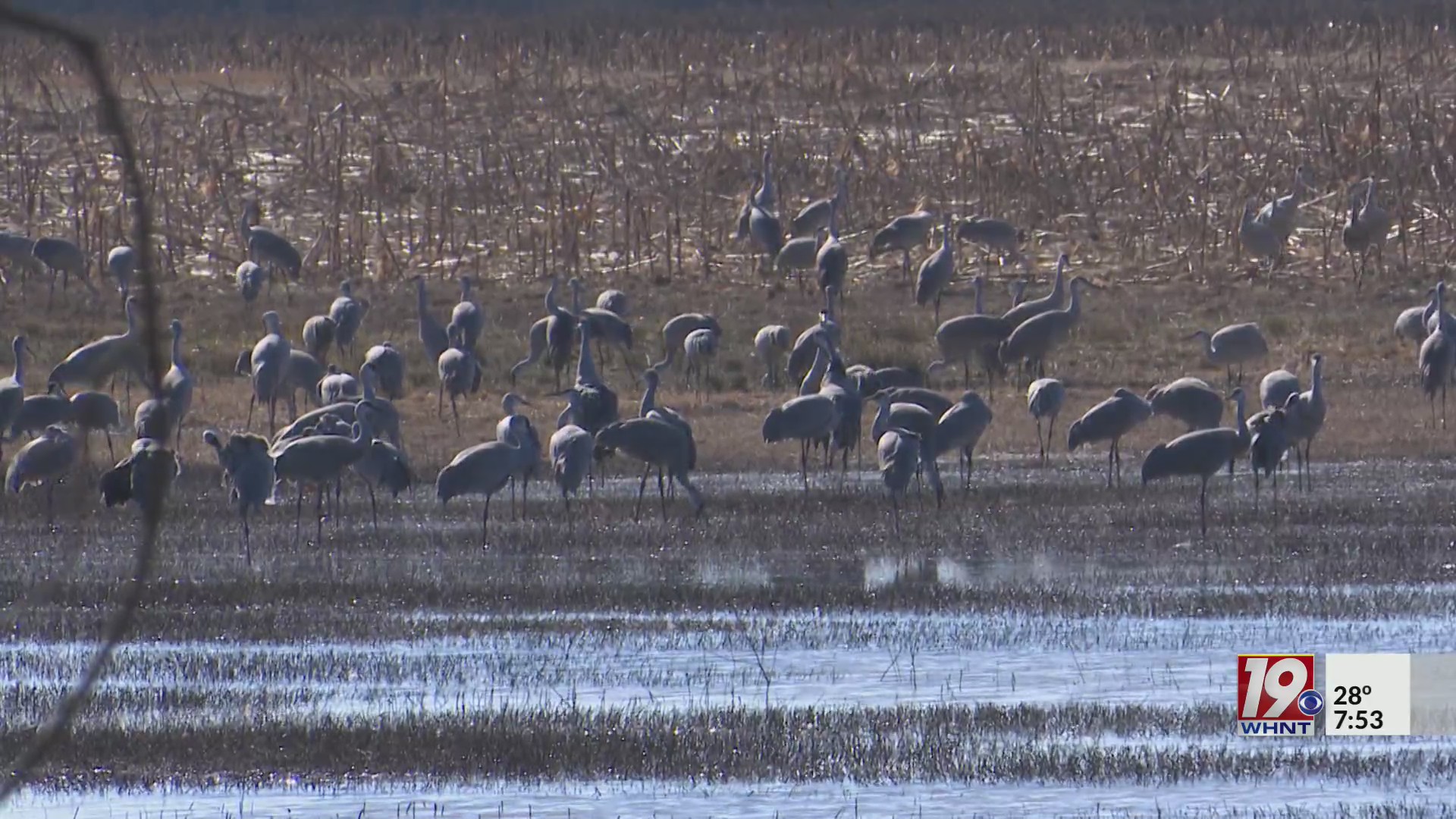 Wheeler Wildlife Refuge Hosts Annual Festival of the Cranes – WHNT.com
