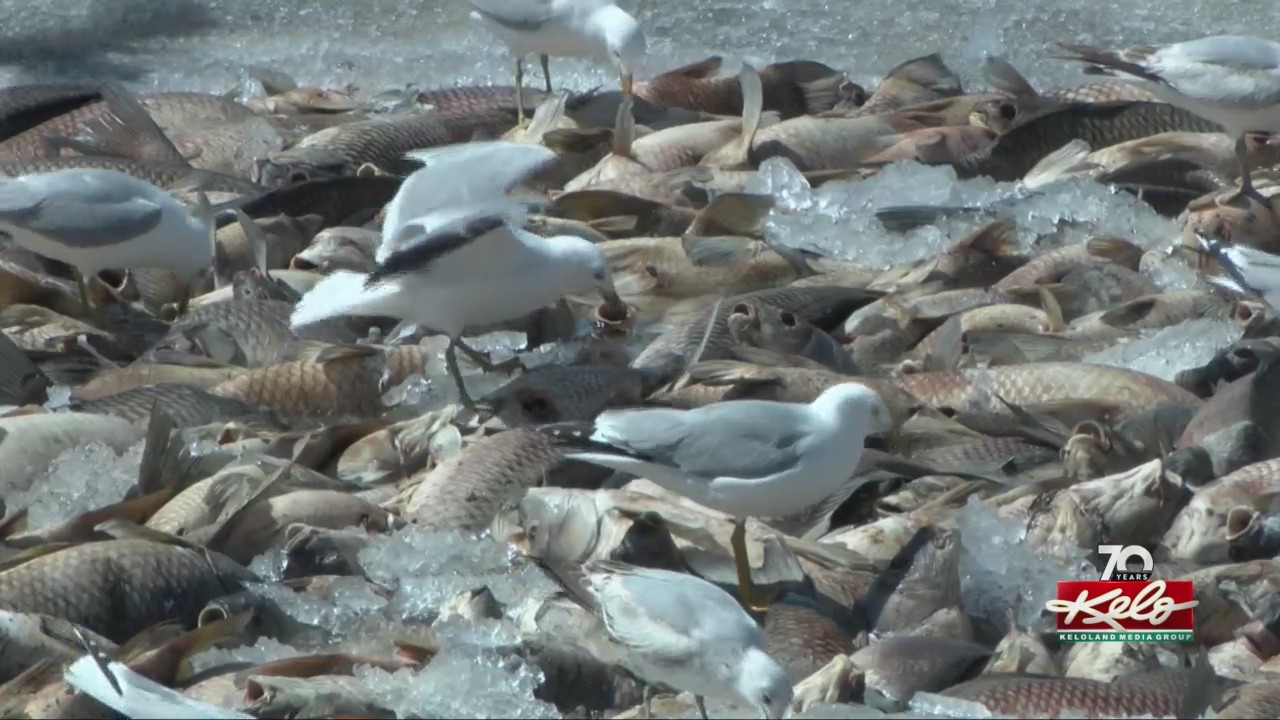 DNR official: Worst winter fish kill in two decades – KELOLAND.com
