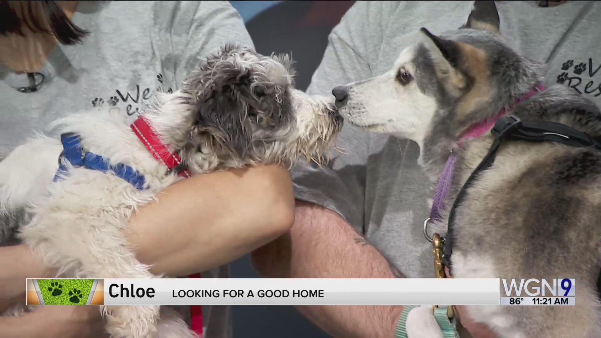 Adopt-A-Pet: Pet Profile Rescue – WGN-TV