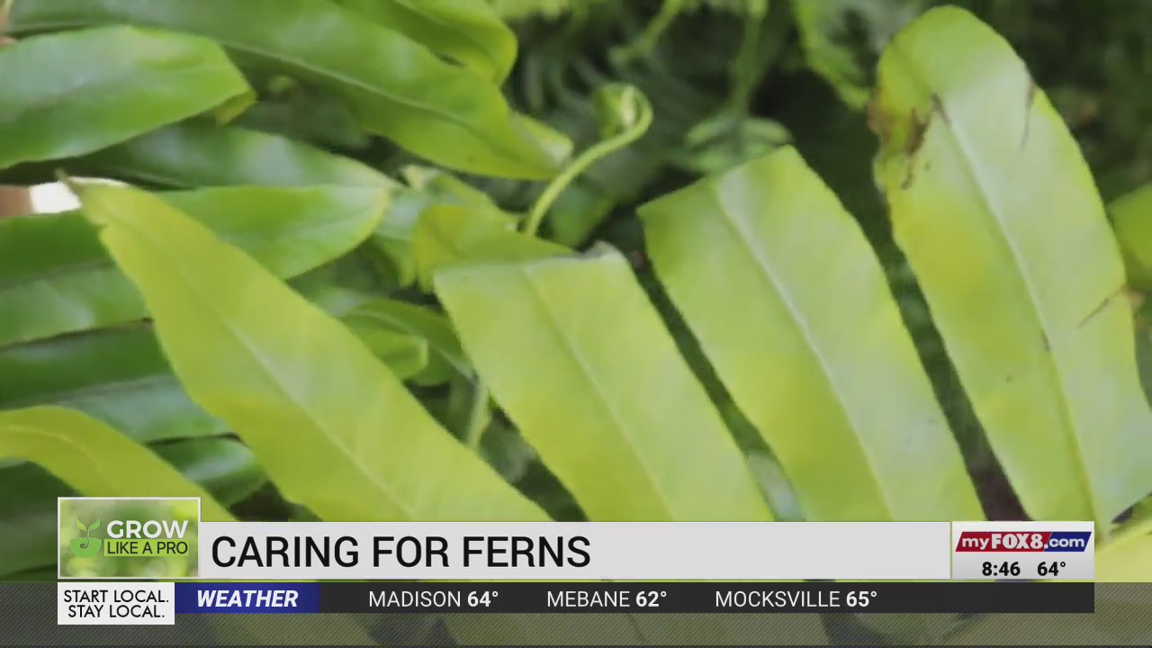 How to grow your ferns like a pro this season – FOX8 WGHP