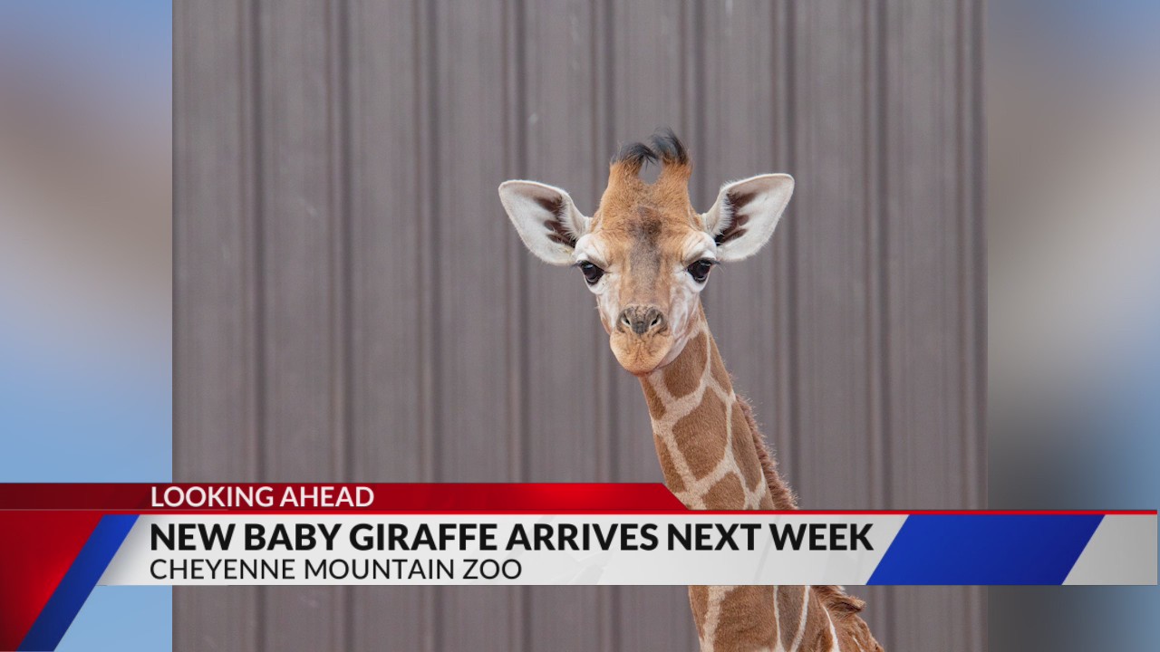 Baby giraffe moving to Cheyenne Mountain Zoo – FOX21 News Colorado