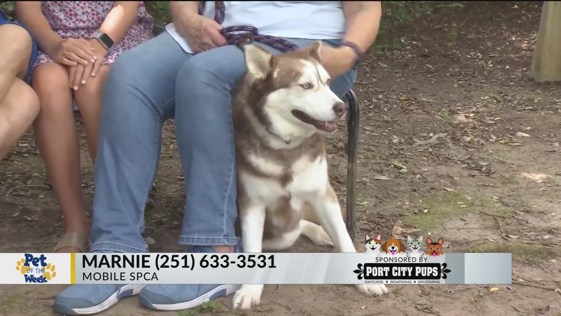 Three-legged Husky needs a loving home – WKRG News 5