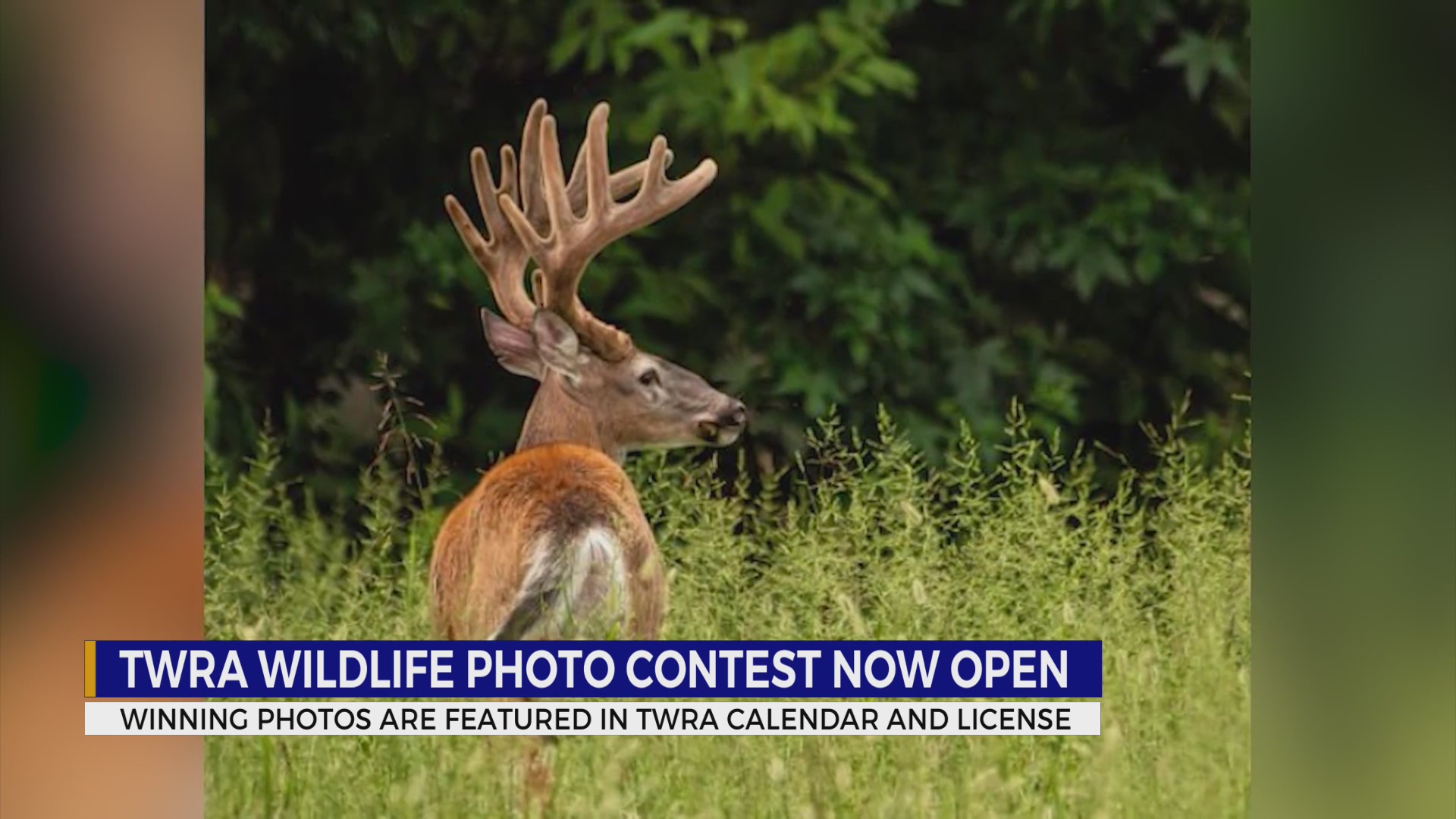 TWRA accepting wildlife photos for calendar contest – WKRN News 2