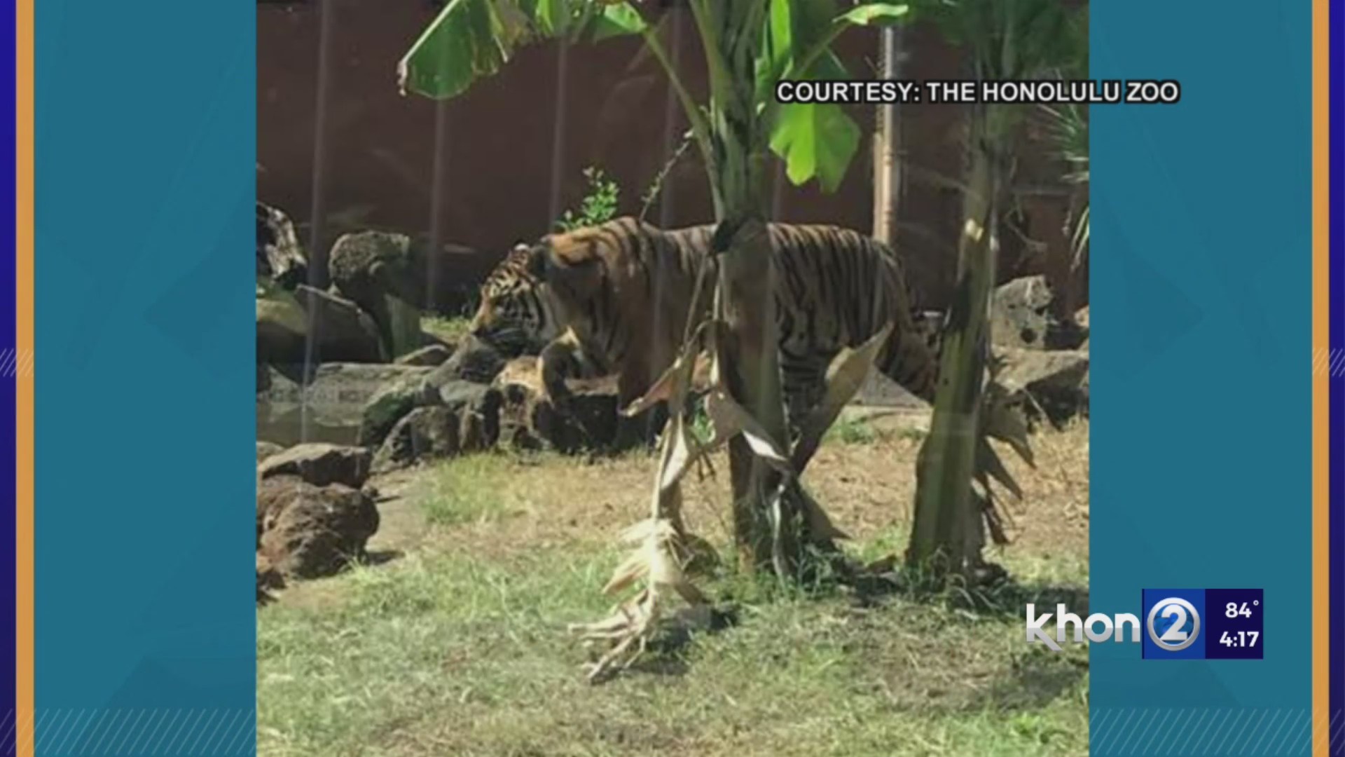 220 pound Sumatran tiger joins Honolulu Zoo ohana – KHON2