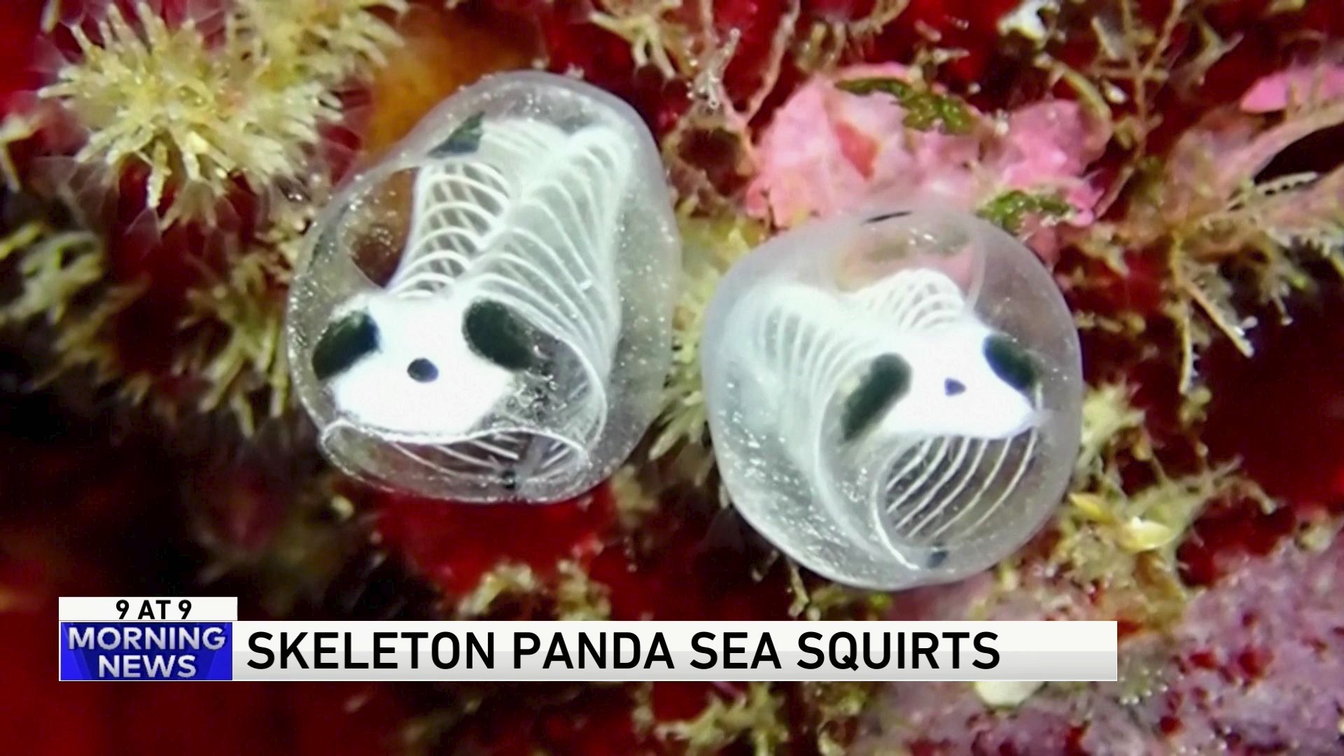 Introducing the skeleton panda sea squirt – WGN-TV